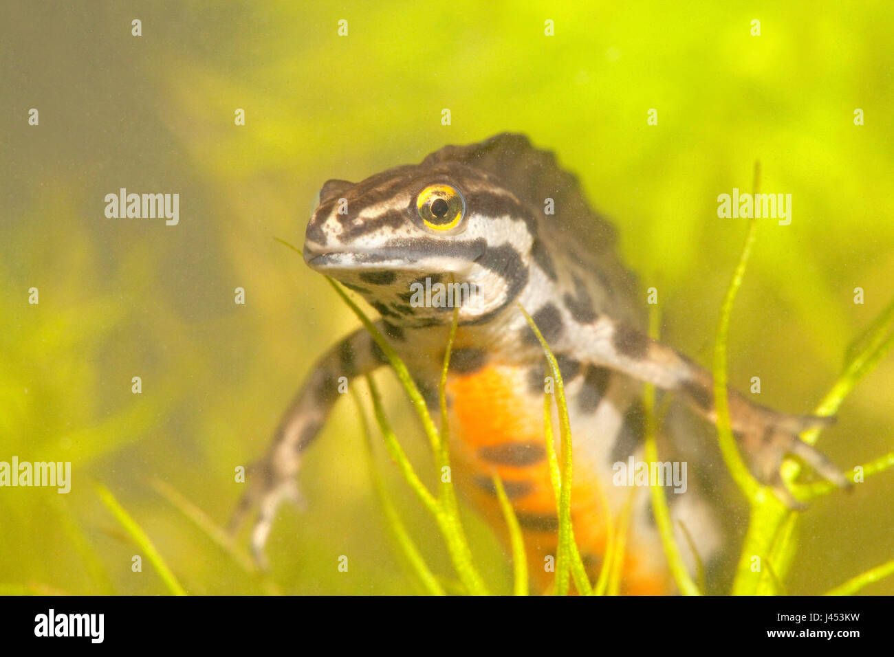 Portrait of a male common newt between green vegetation underwater ...