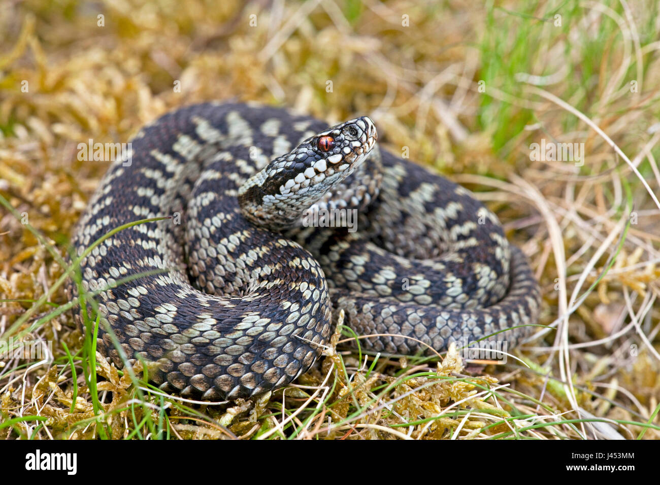 photo of a basking male common viper Stock Photo - Alamy photo of a basking male common viper Stock Photo - Alamy