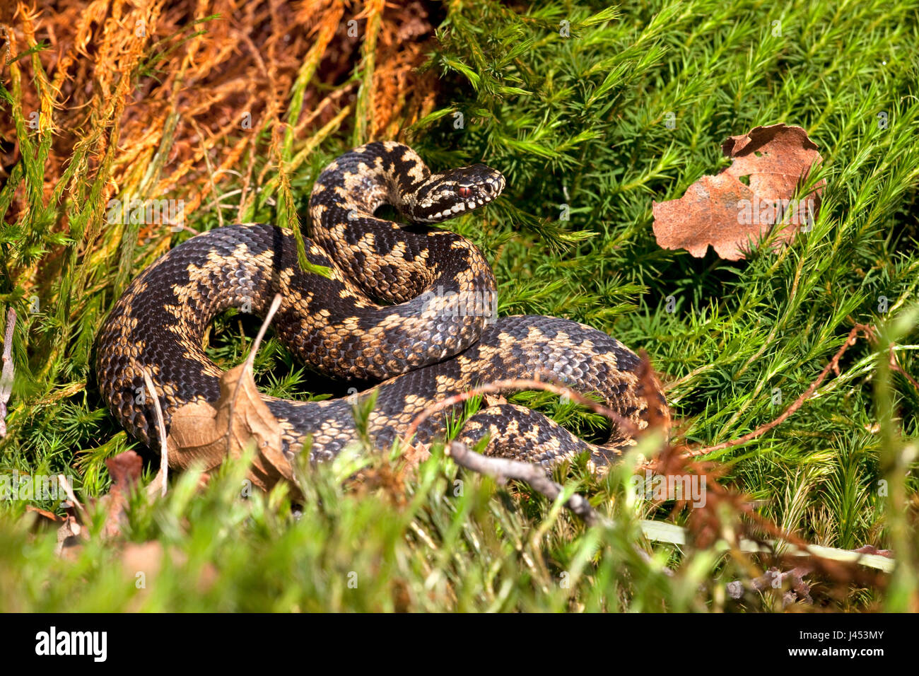 photo of a male common viper basking Stock Photo - Alamy photo of a male common viper basking Stock Photo - Alamy