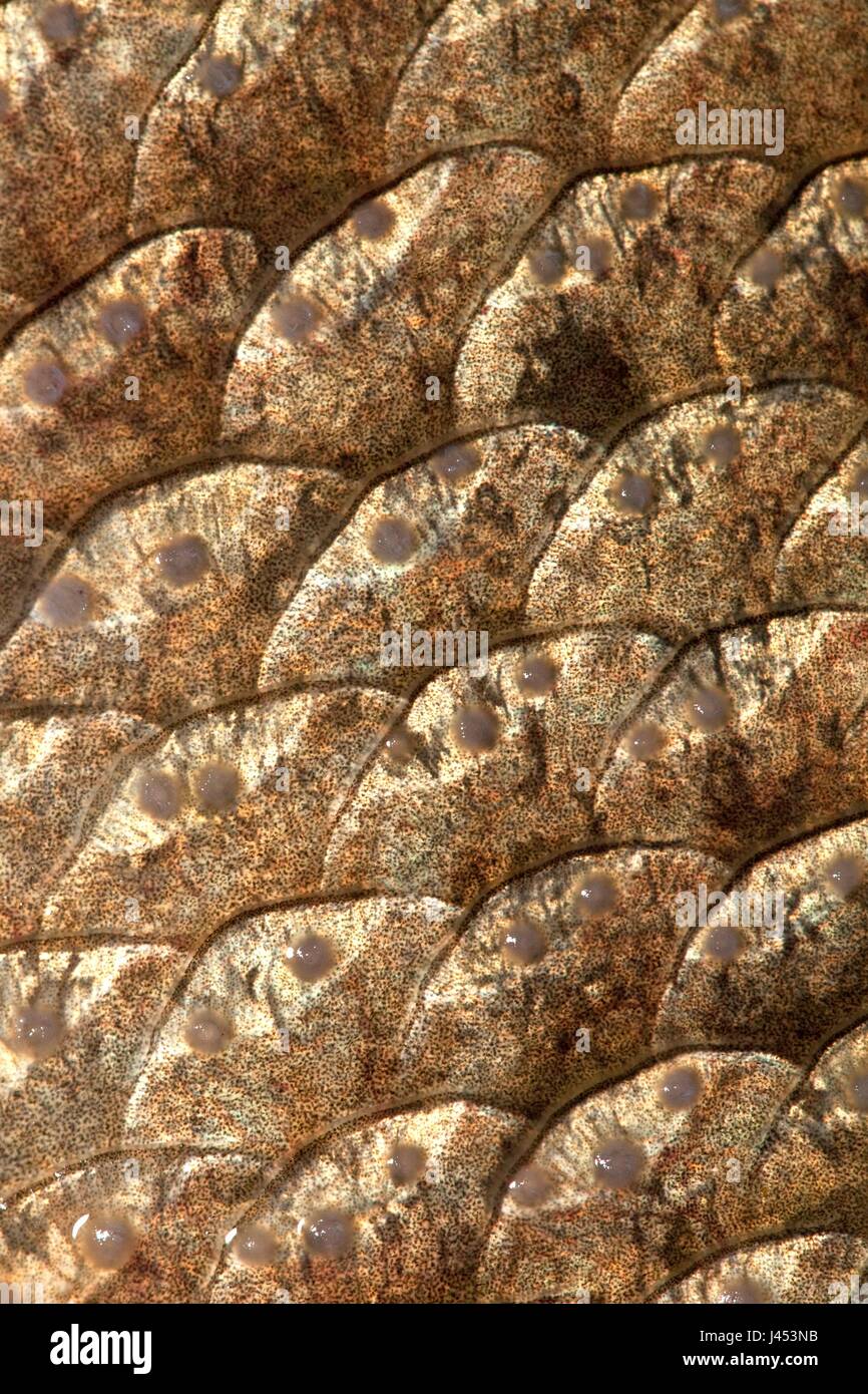 macro of the scales of a Perch Stock Photo - Alamy