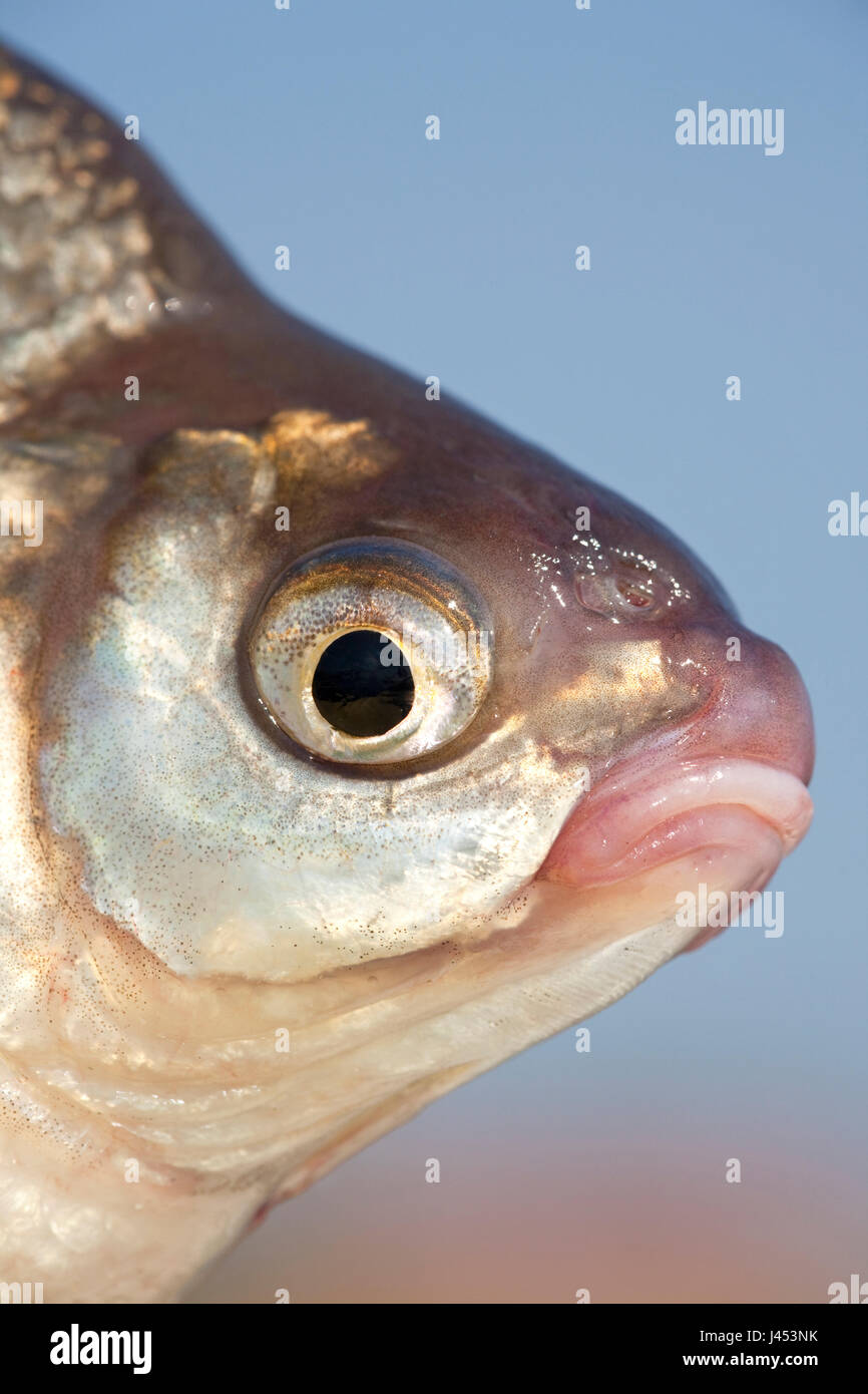White bream hi-res stock photography and images - Alamy