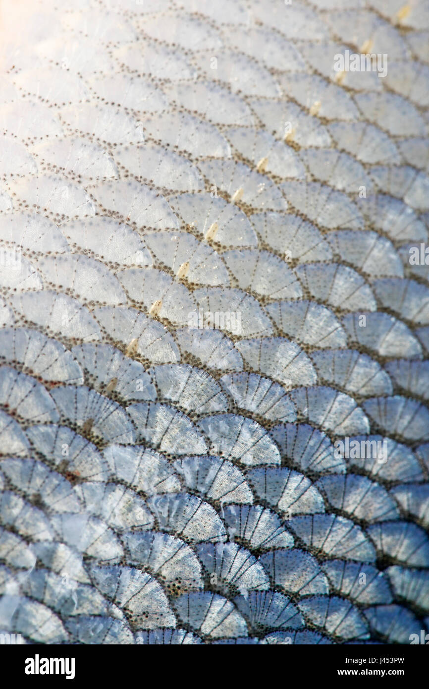 Fish scales hi-res stock photography and images - Alamy