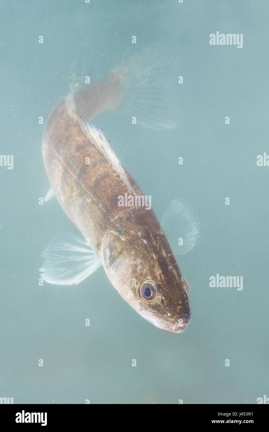 Vertical photo of a Pike perch swimming in blue water with light coming ...