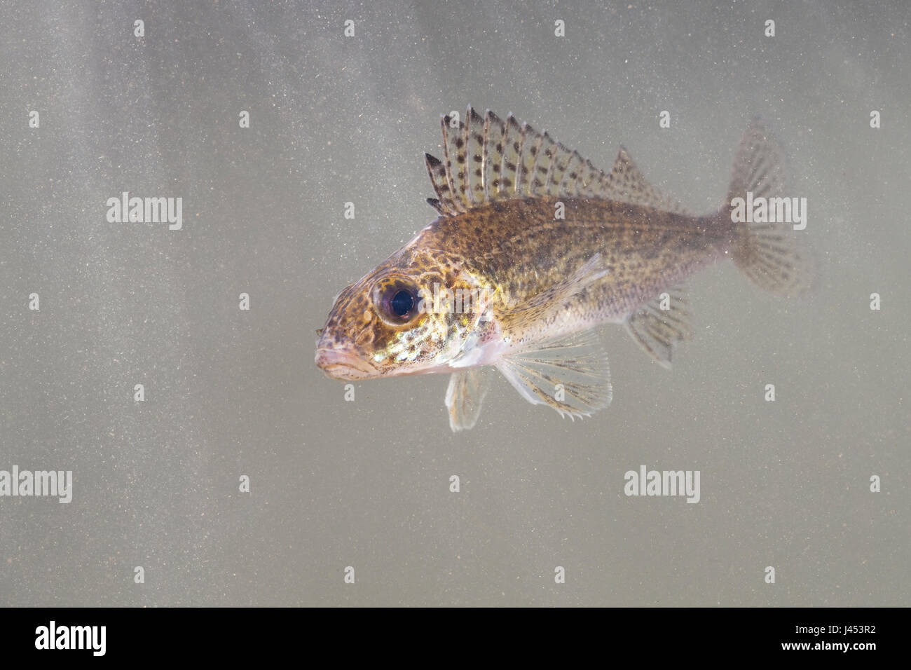 photo of a swimming ruffe against a dark grey background with light ...
