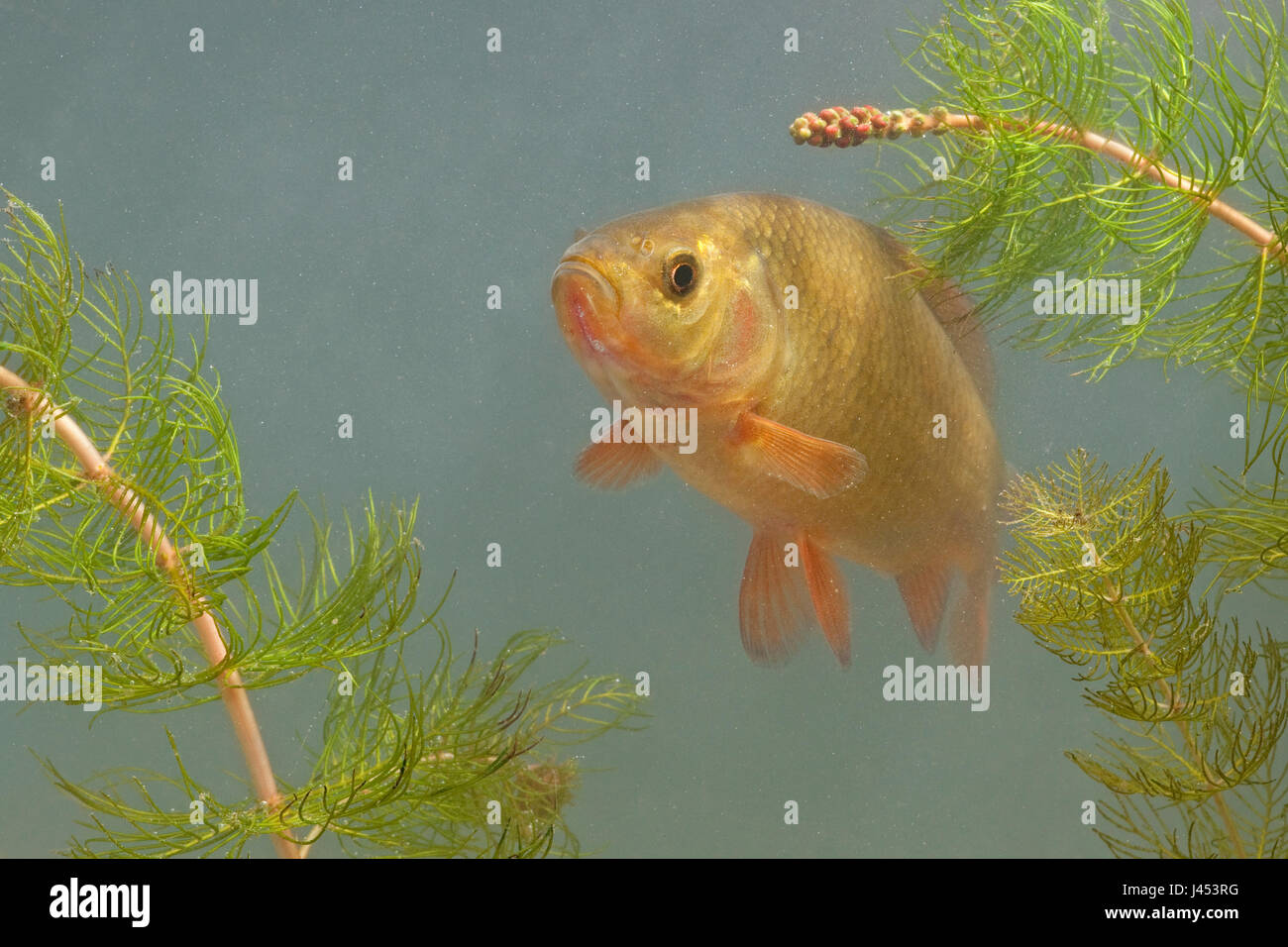 Crucian carp hi-res stock photography and images - Alamy