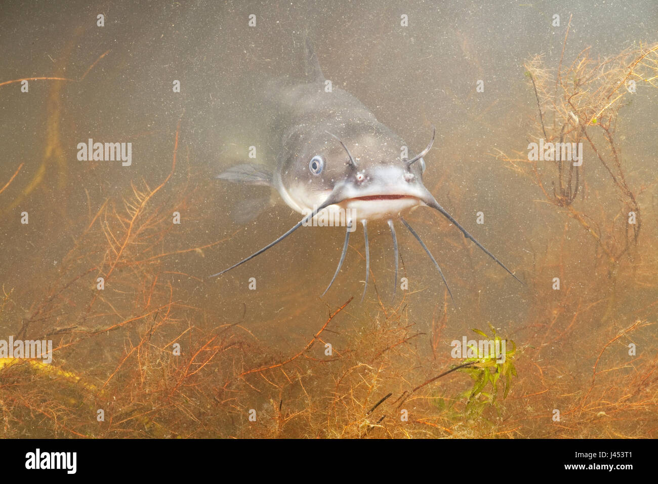Bullhead catfish hi-res stock photography and images - Alamy