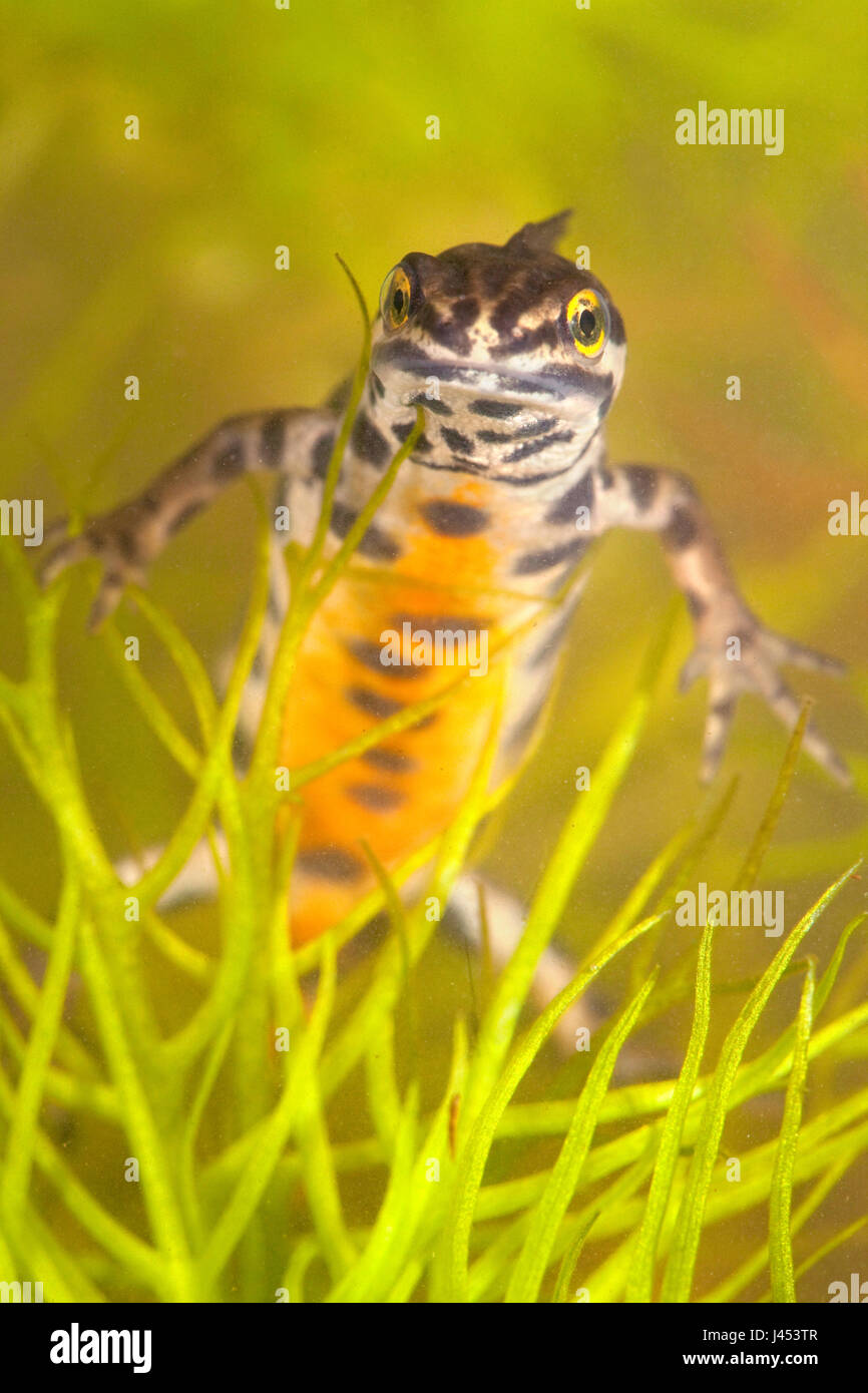 Portrait of a male common newt between green vegetation underwater ...