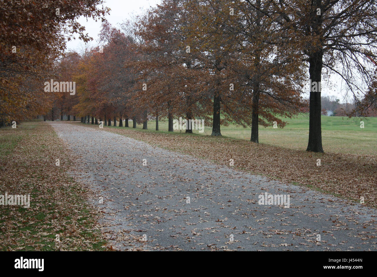 Walkway of trees side Stock Photo - Alamy