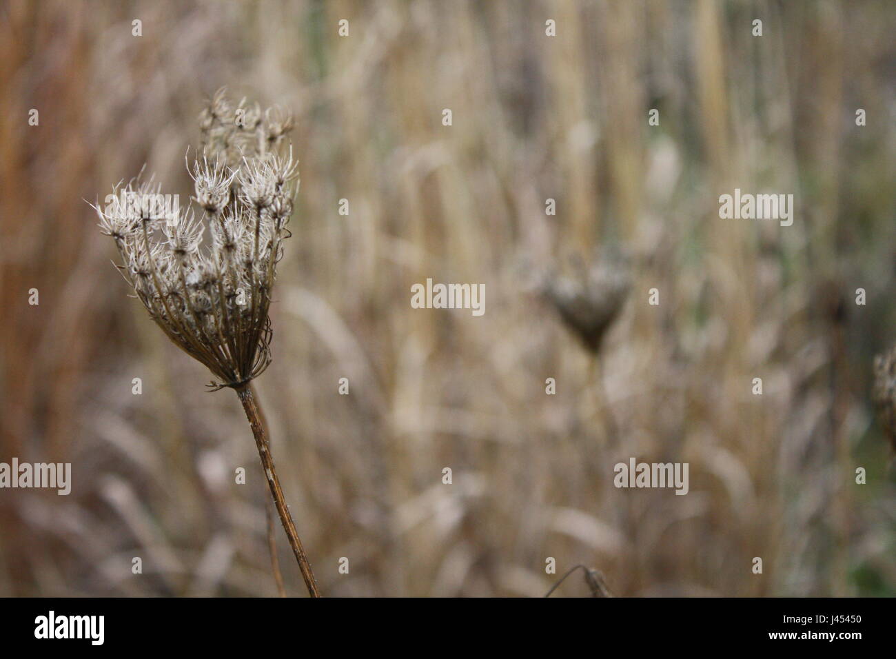 Brown plant growing Stock Photo - Alamy