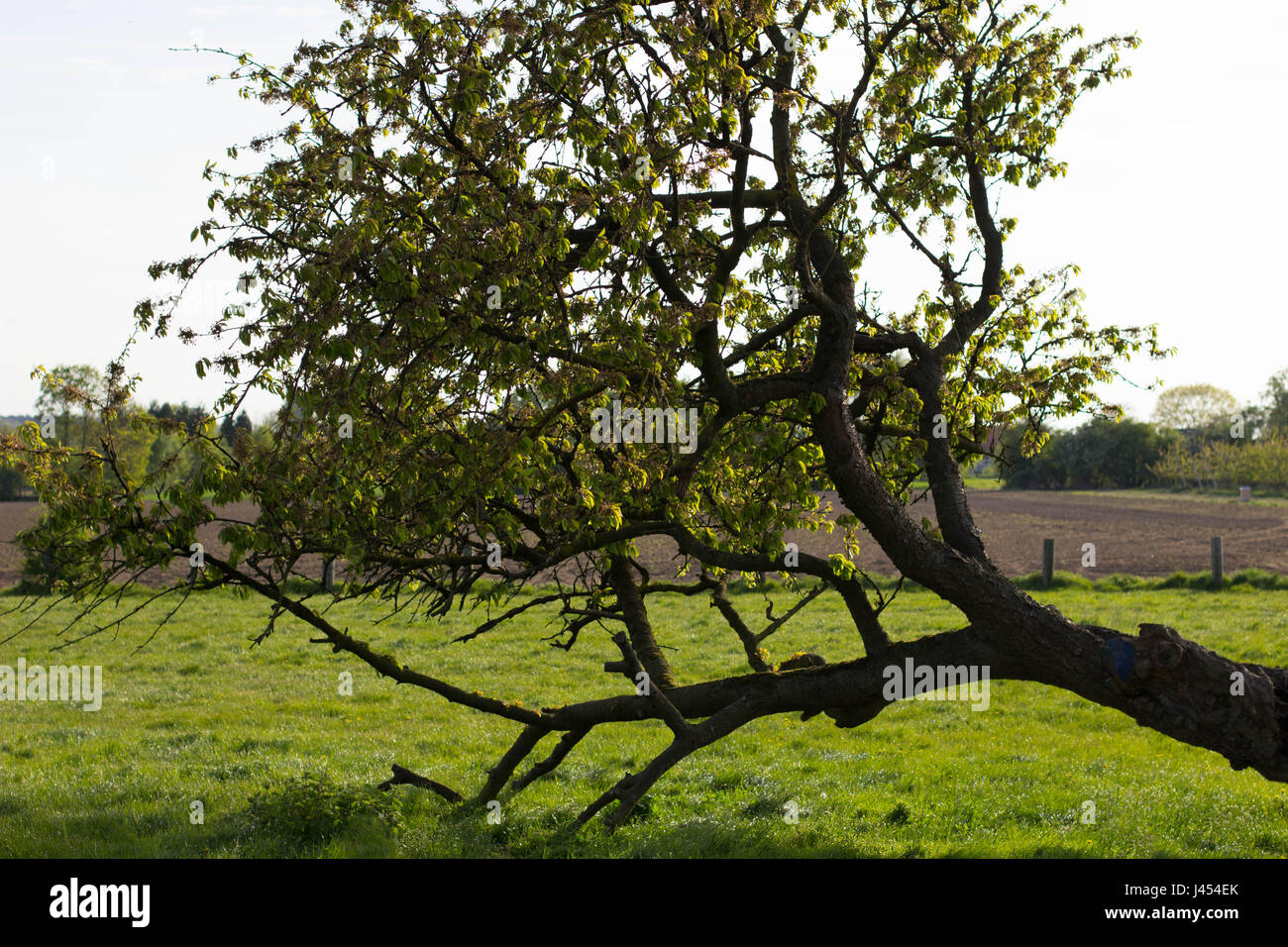 the fallen tree that is still alive Stock Photo - Alamy