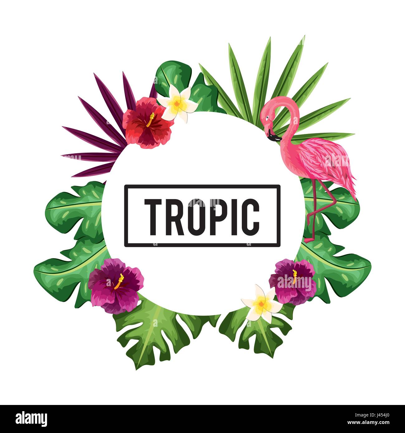 Flamingo roses Cut Out Stock Images & Pictures - Alamy