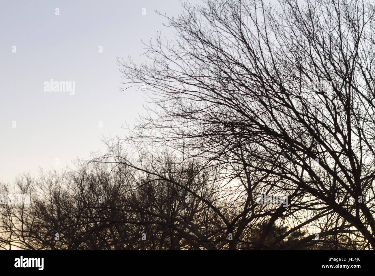 Close up view of tree Branches against the sky Stock Photo - Alamy
