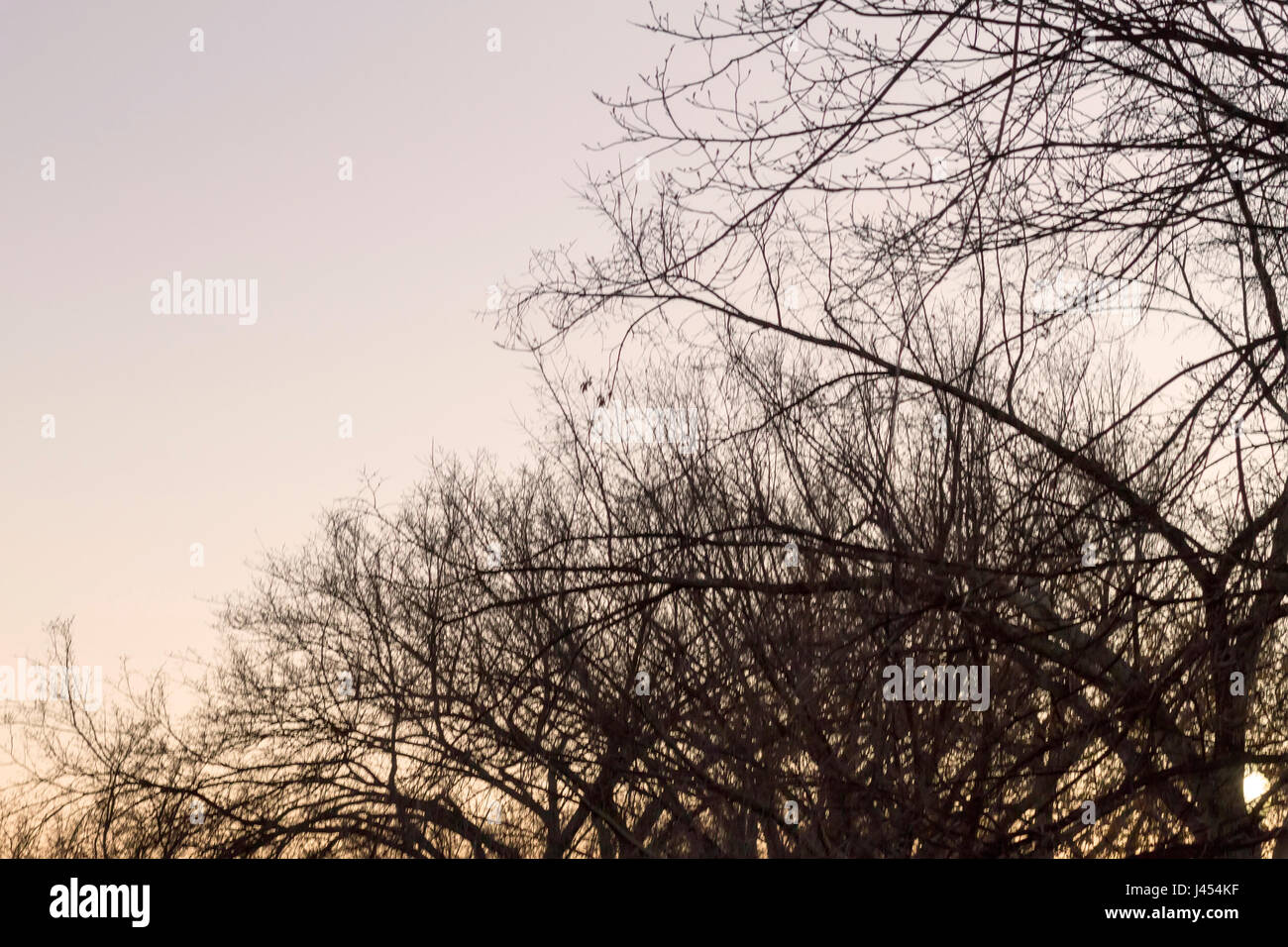 Close up view of tree Branches against the sky Stock Photo - Alamy