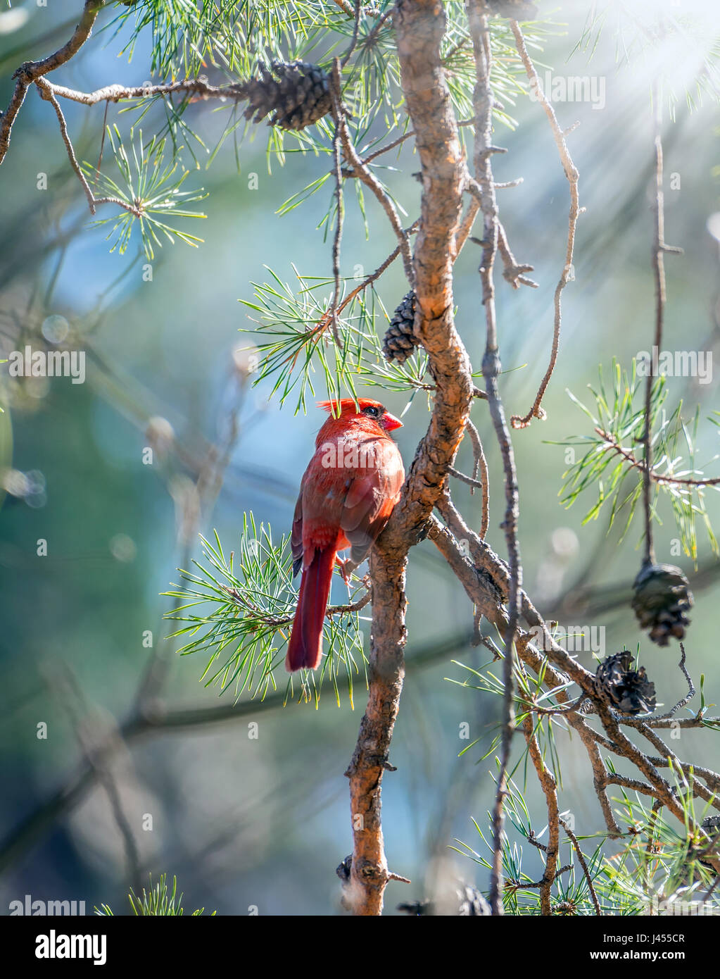 Northern cardinal in tree hi-res stock photography and images - Alamy