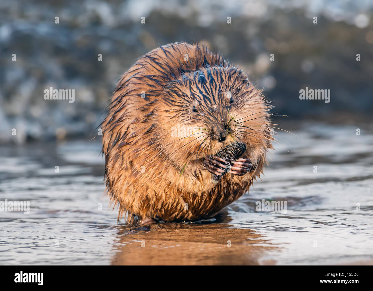 Eating mussel hi-res stock photography and images - Alamy