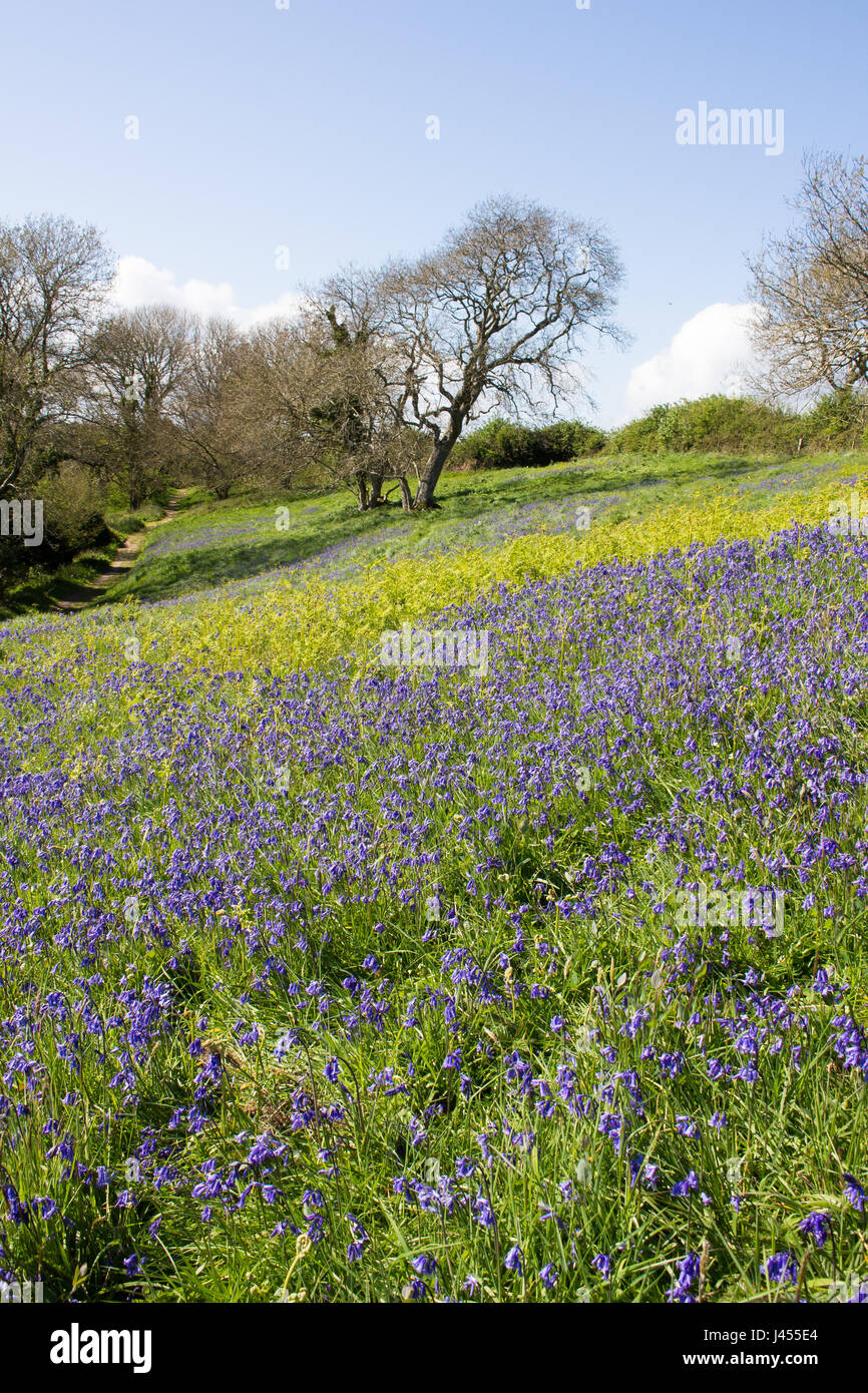Devon bluebells hi-res stock photography and images - Alamy