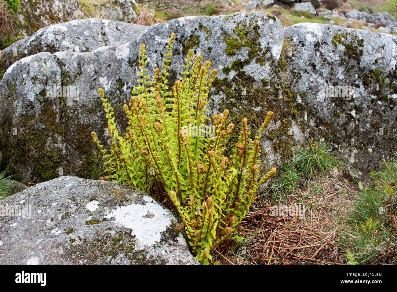 Ferns growing in lichen covered rocks on Dartmoor, Devon Stock Photo ...