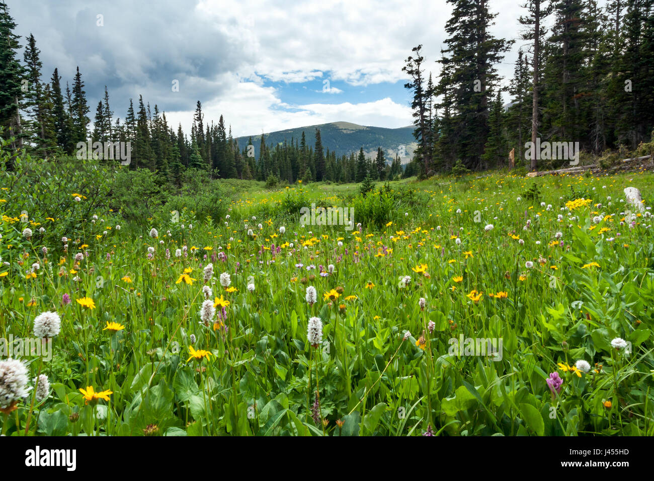 Rocky mountain meadow flowers hi-res stock photography and images - Alamy