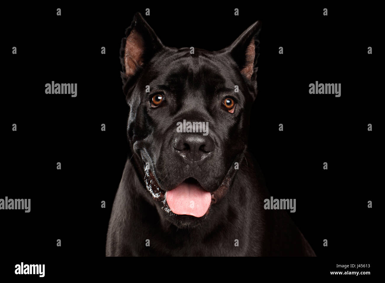 Closeup portrait of beautiful black Cane Corso dog. Studio shot on ...