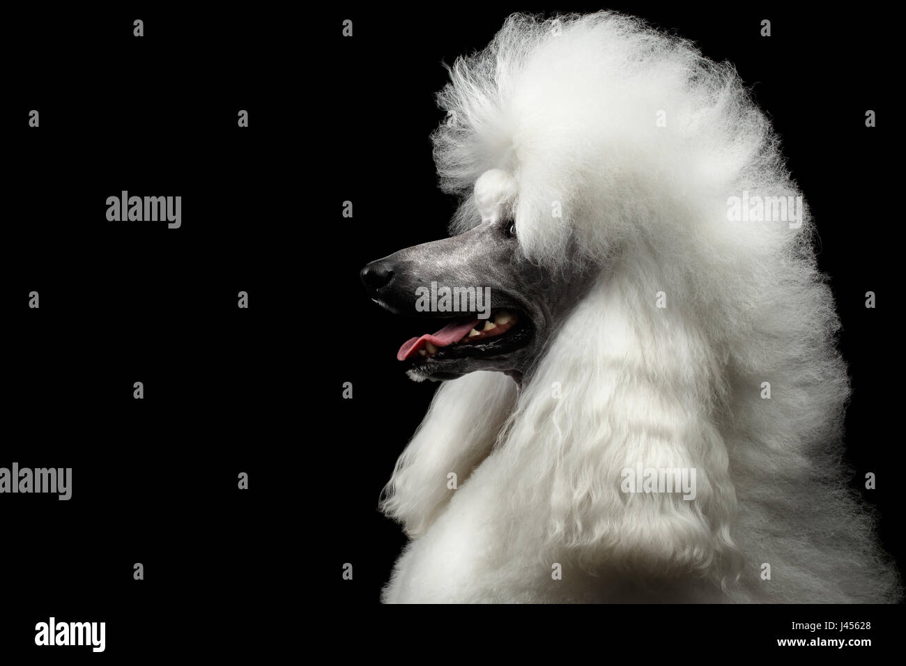 Portrait of White Royal Poodle Dog with Hairstyle Looking at side ...