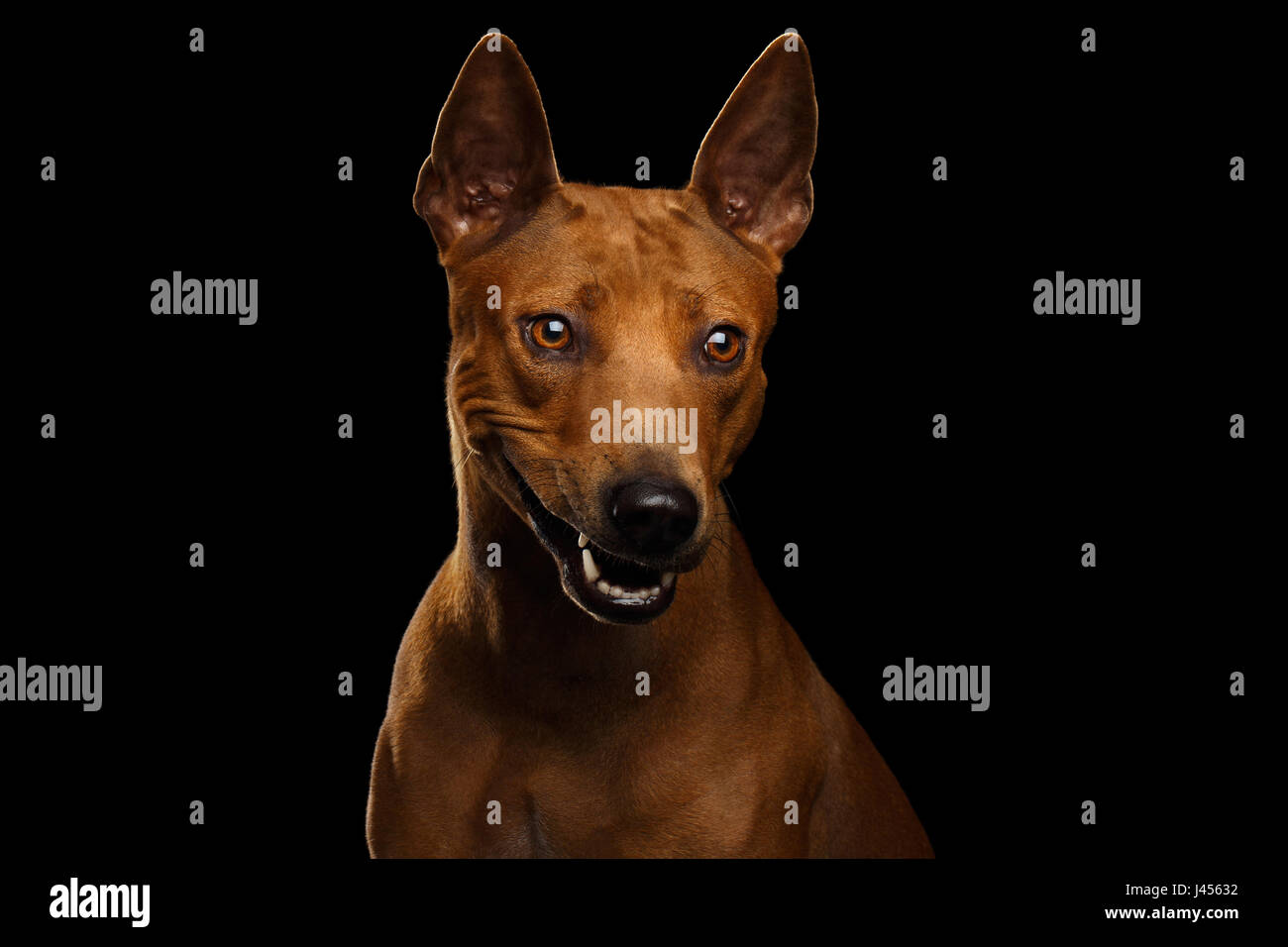 Portrait of Smirk Thai Ridgeback Dog Isolated on Black Background ...