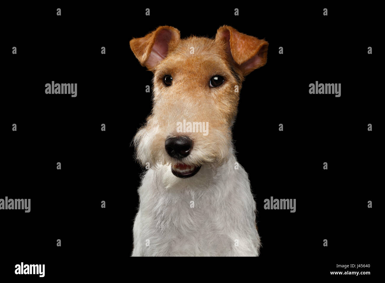 Happy fox terrier hi-res stock photography and images - Alamy