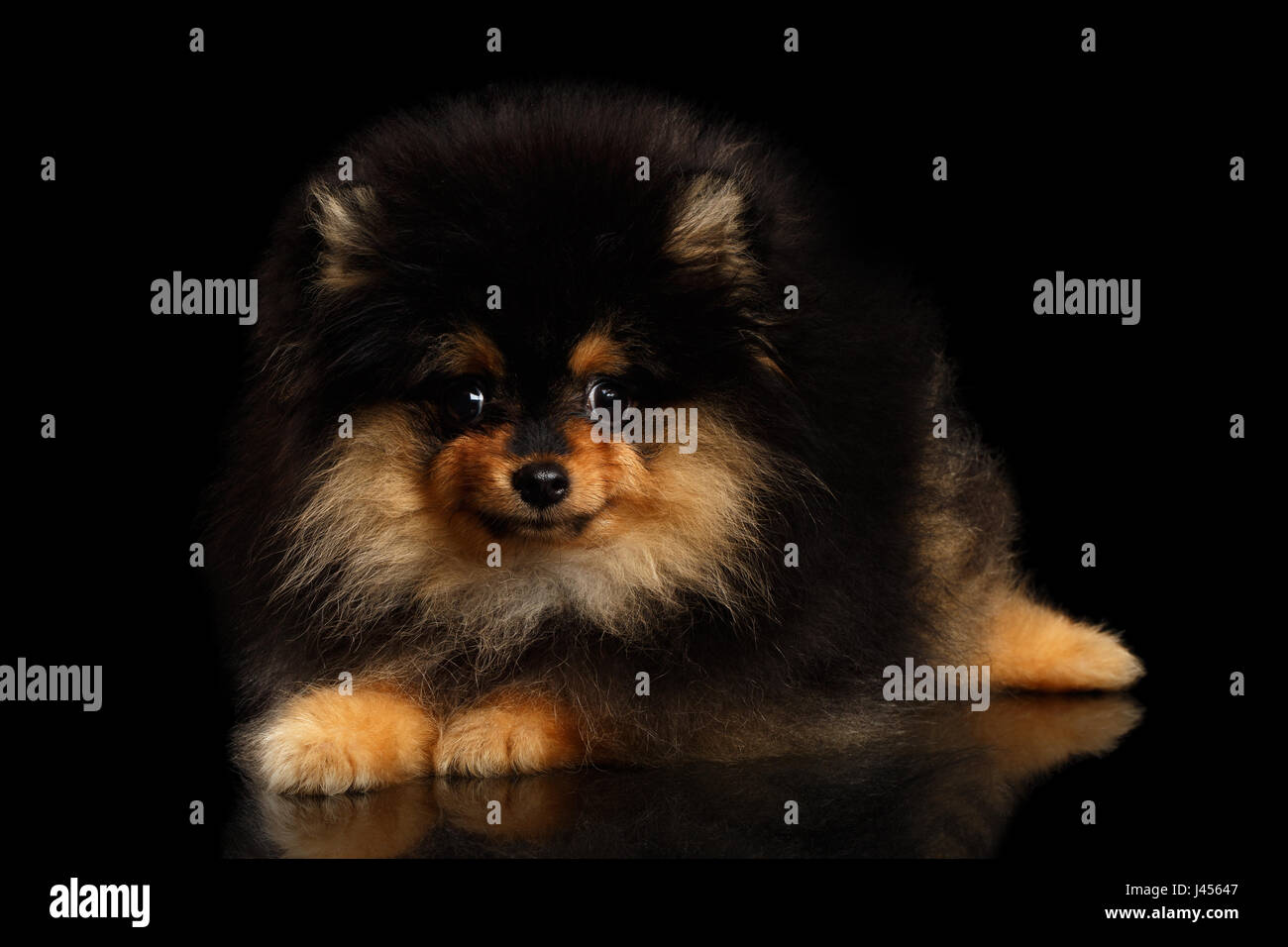 miniature Pomeranian Spitz puppy on black isolated background Stock ...