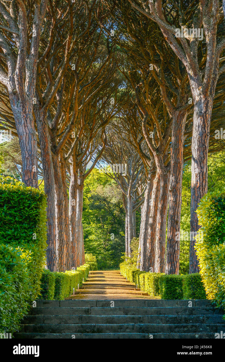 Tall hedges hi-res stock photography and images - Alamy