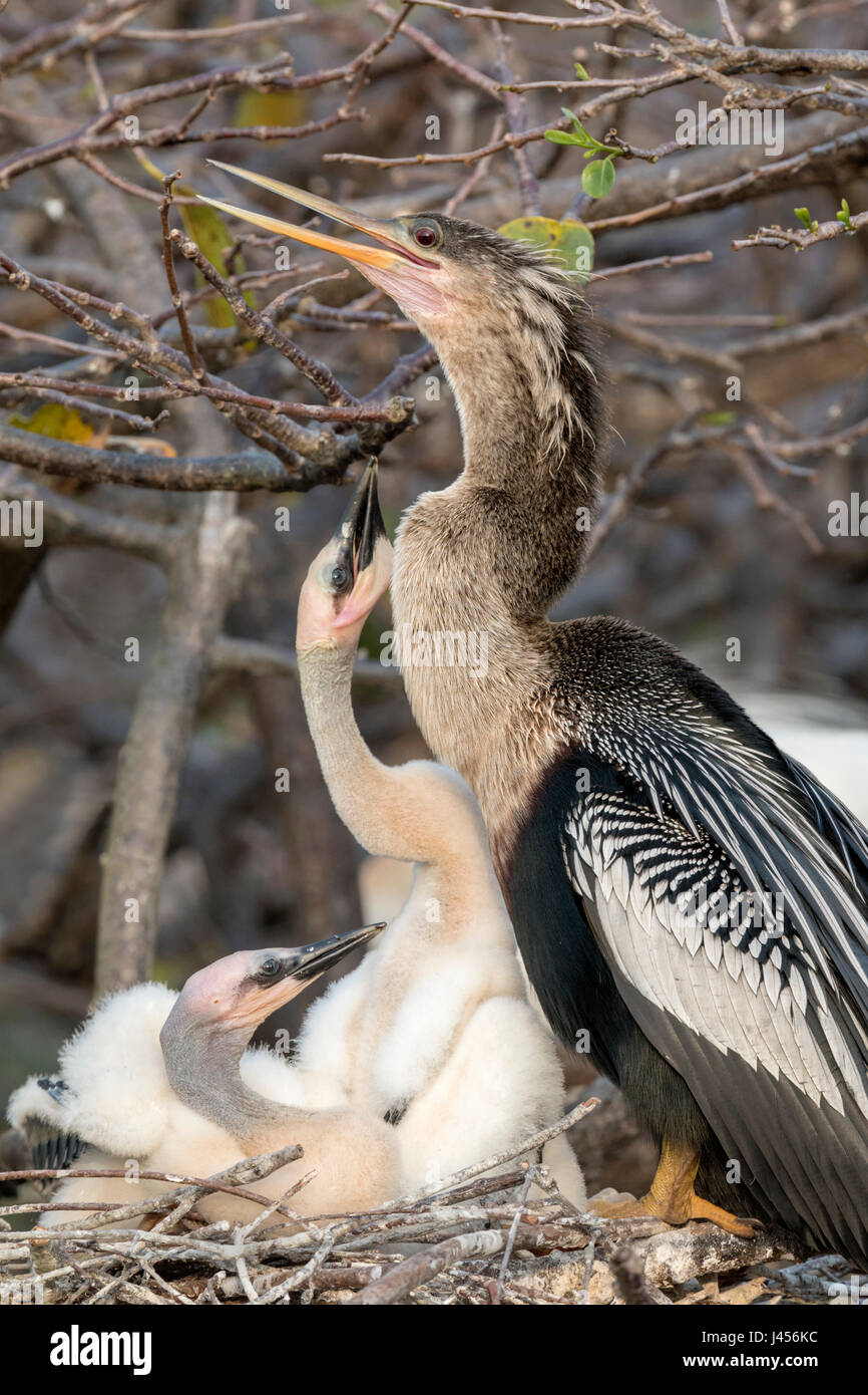 Anhinga - Anhinga anhinga - family on nest Stock Photo - Alamy