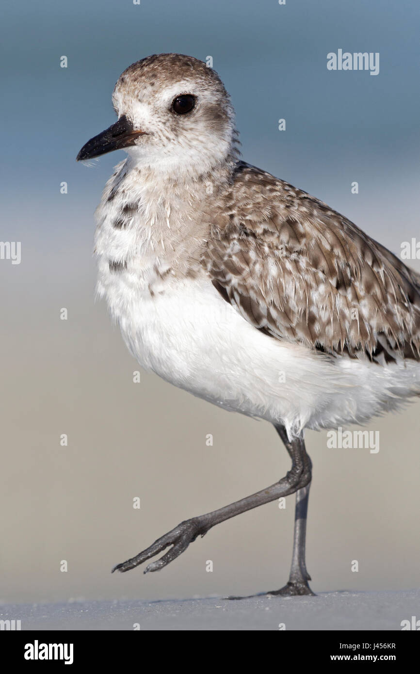 Adult grey black bellied plover hi-res stock photography and images - Alamy