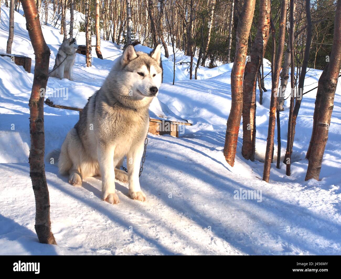 Siberian husky in Husky park , Murmansk Russia Stock Photo - Alamy