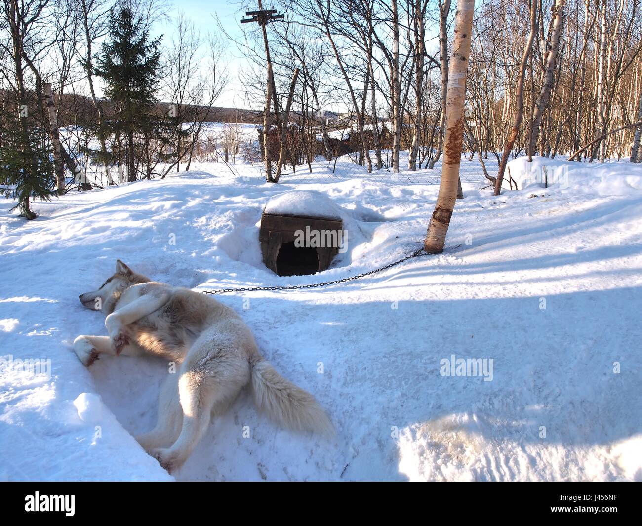 Siberian husky in Husky park , Murmansk Russia Stock Photo - Alamy