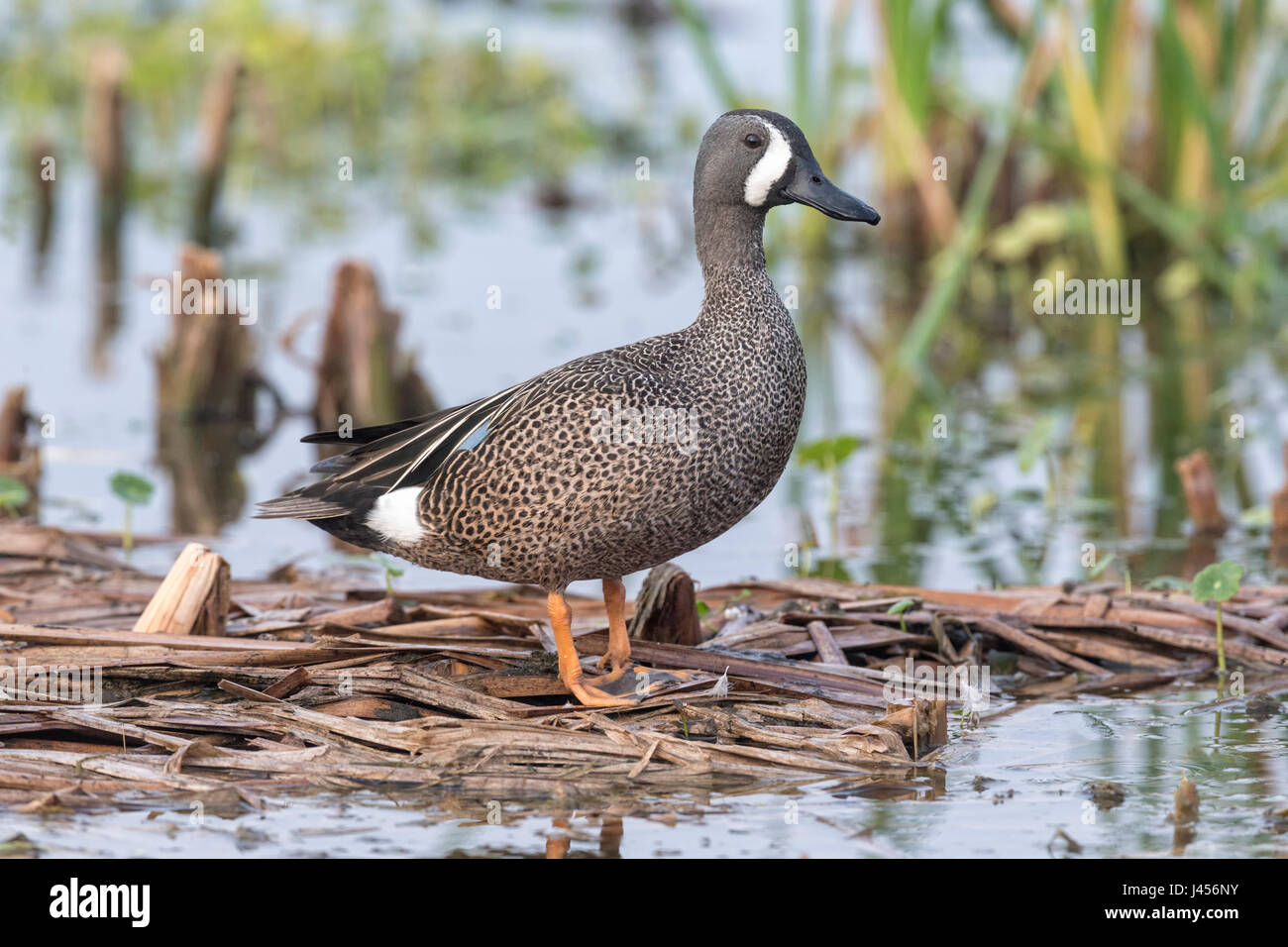 Blue-winged Teal - Anas discors Stock Photo - Alamy