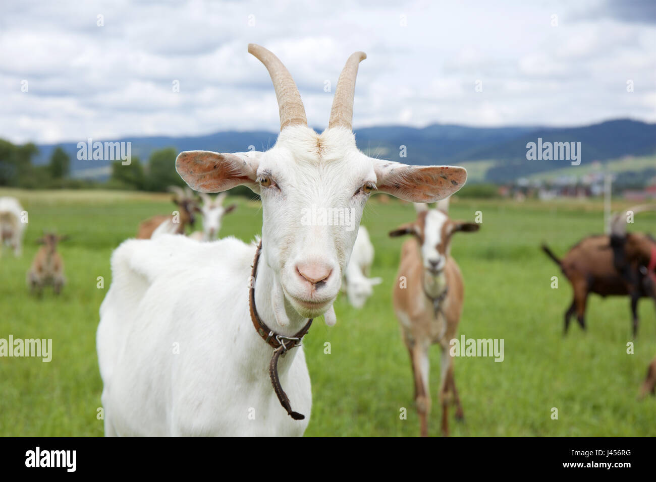 The white goat Stock Photo - Alamy