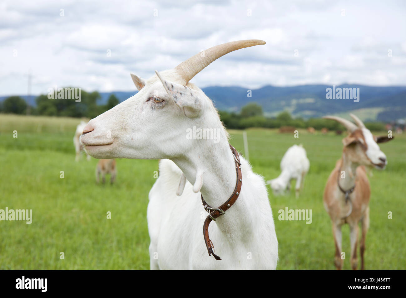 The white goat Stock Photo - Alamy
