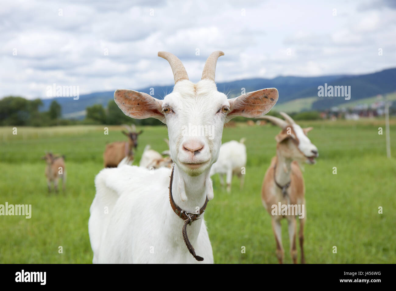 The white goat Stock Photo - Alamy
