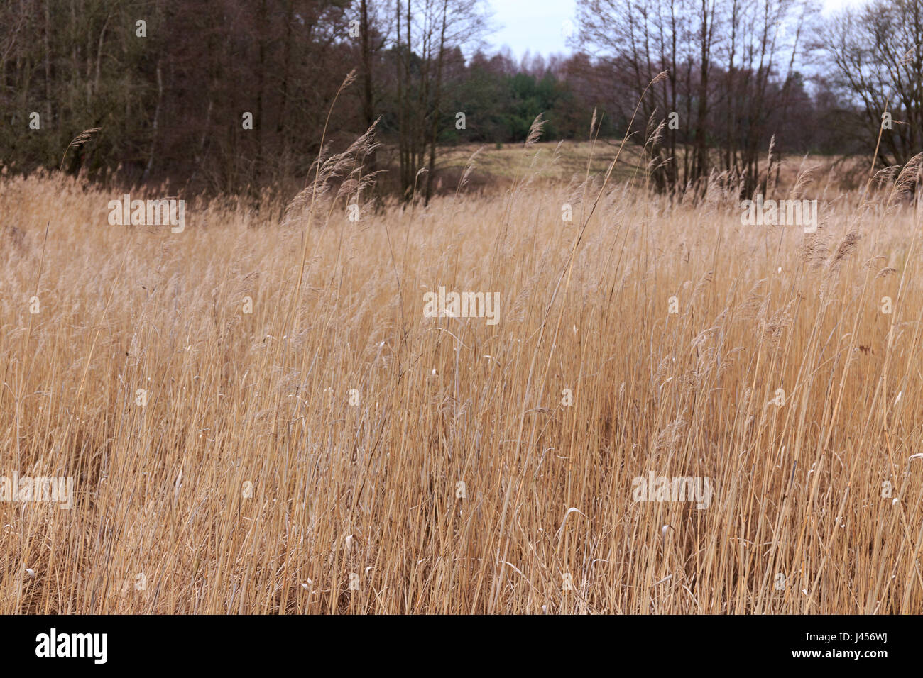Tall tan grass hi-res stock photography and images - Alamy