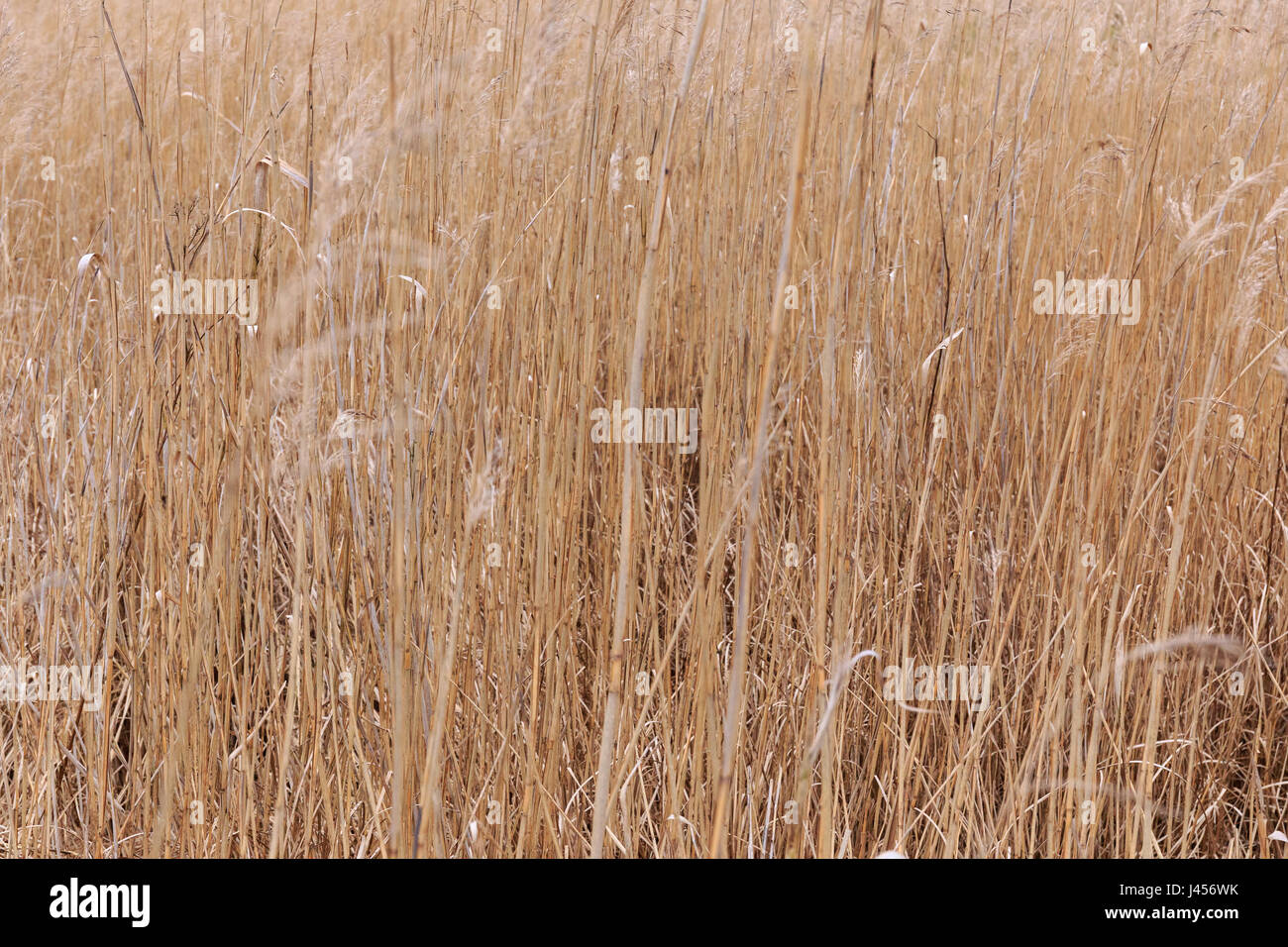 Tall Tan Grass High Resolution Stock Photography and Images - Alamy