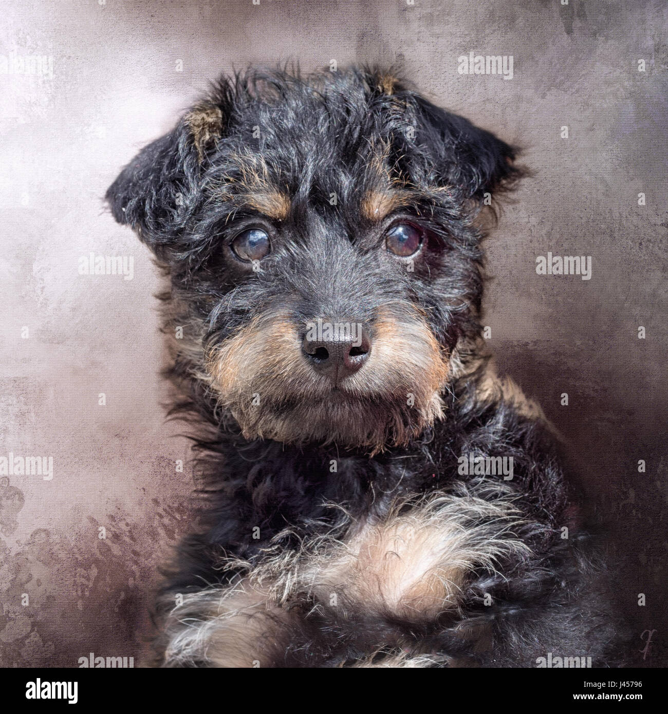 Cute mongrel hi-res stock photography and images - Alamy