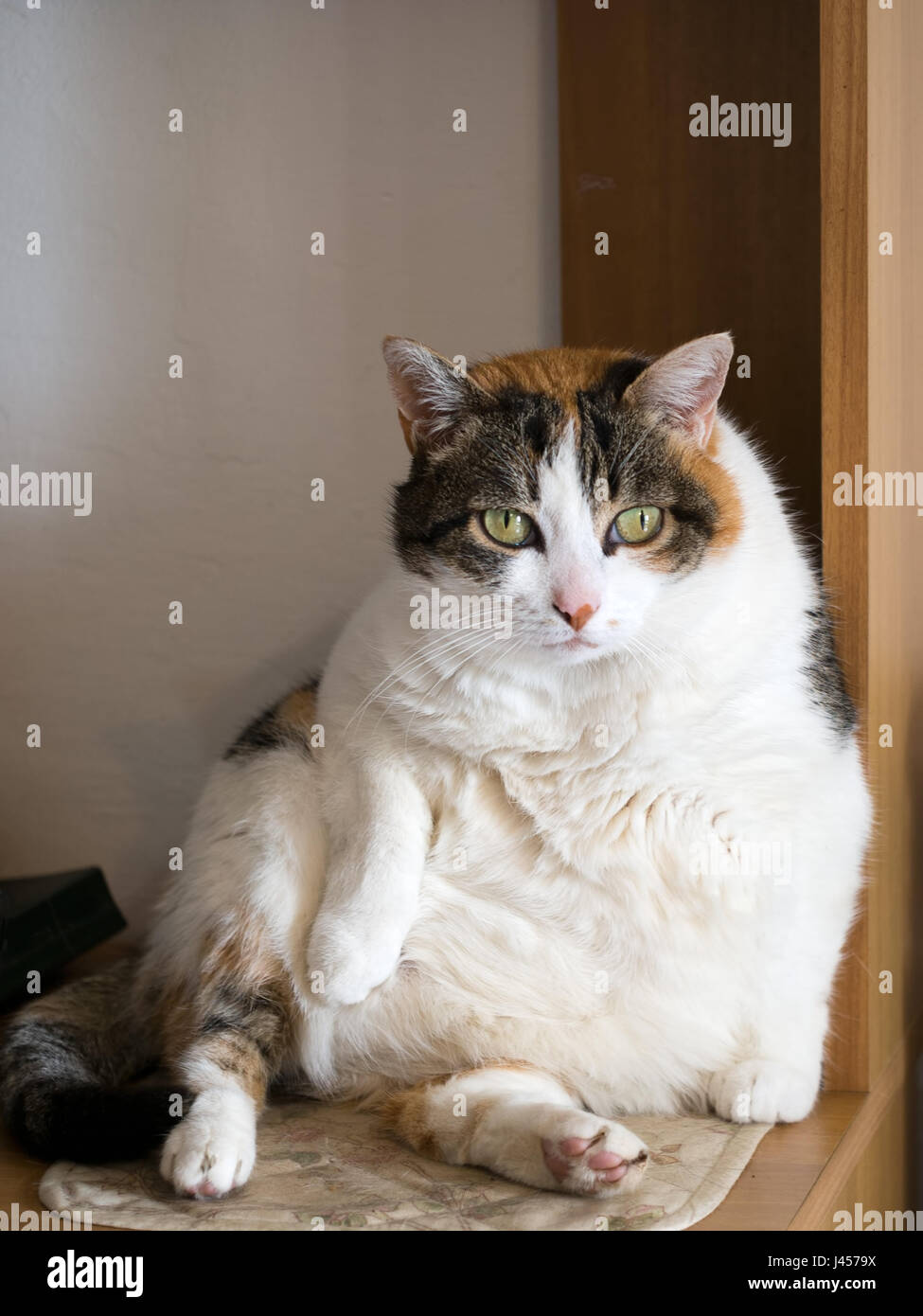 Obese cat sitting on desk. Cute. But probably thinking about food Stock ...