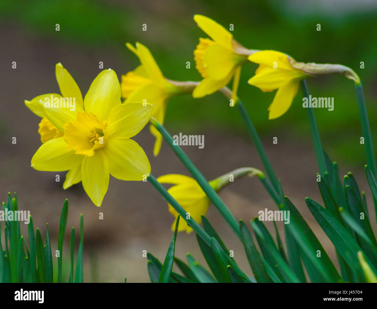 The beautiful yellow daffodils in a garden Stock Photo - Alamy