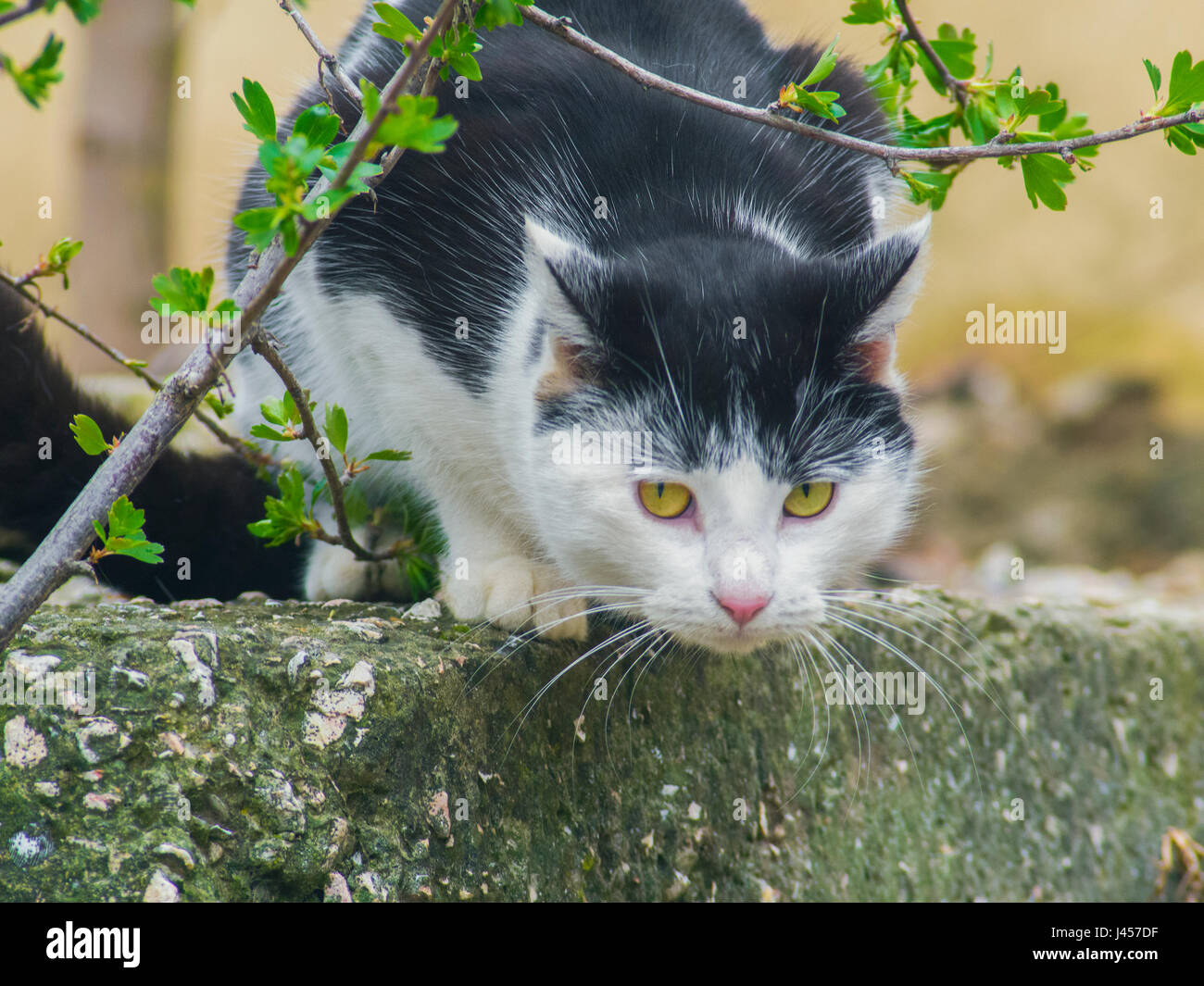 Sly cat sitting under the branches on the stone Stock Photo - Alamy