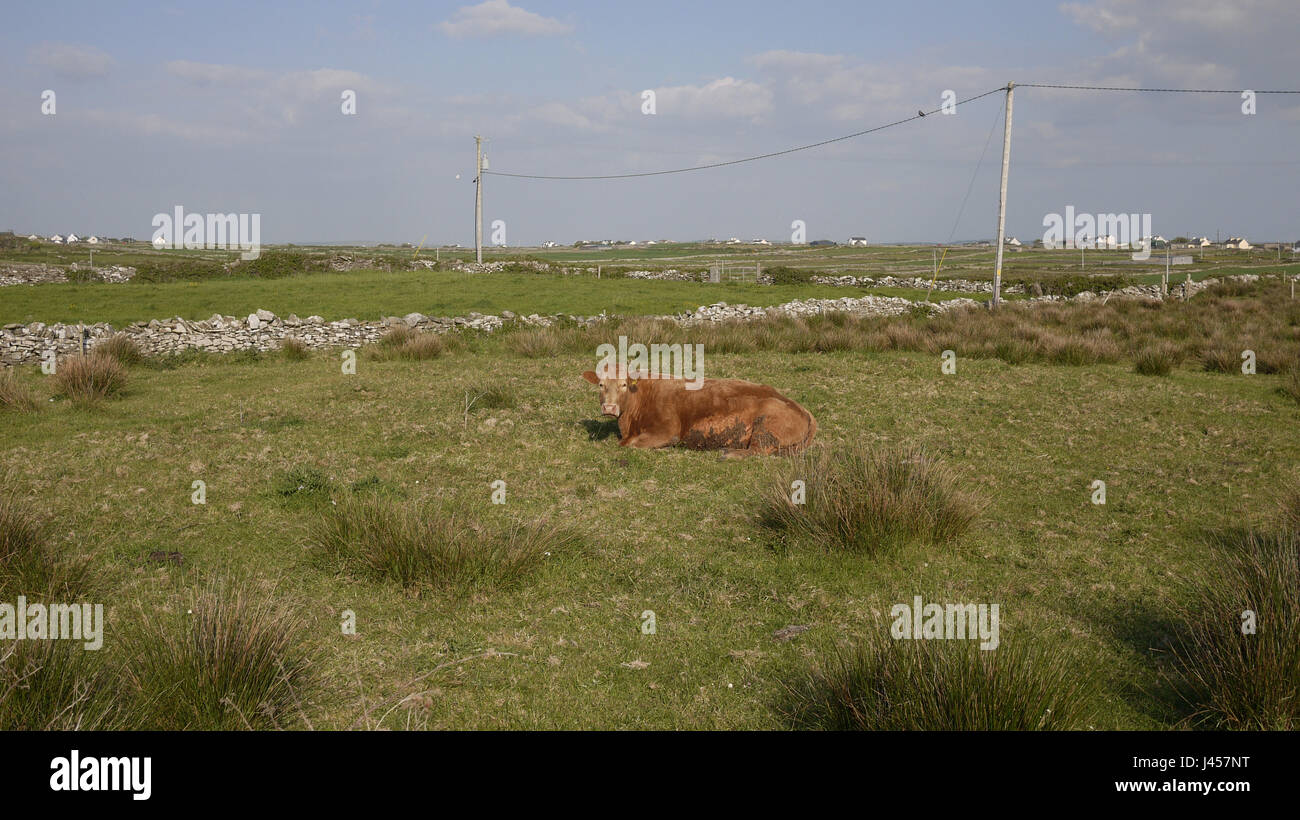 Irish cow hi-res stock photography and images - Alamy