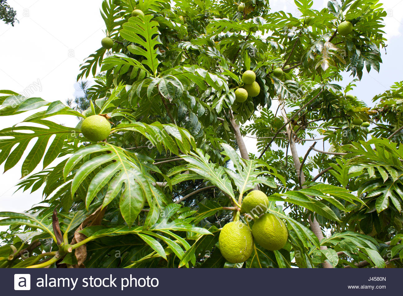 Breadfruit Hawaii High Resolution Stock Photography and Images - Alamy