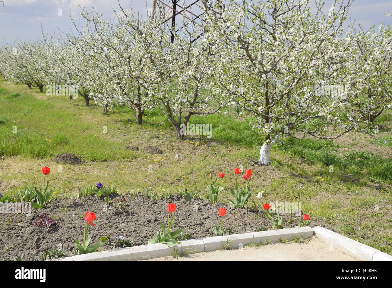Flowering plum garden. Farm garden in spring Stock Photo - Alamy
