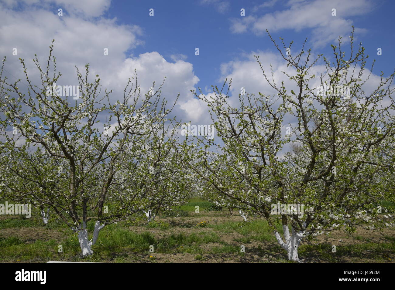 Flowering plum garden. Farm garden in spring Stock Photo - Alamy