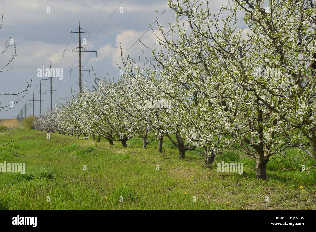 Flowering plum garden. Farm garden in spring Stock Photo - Alamy