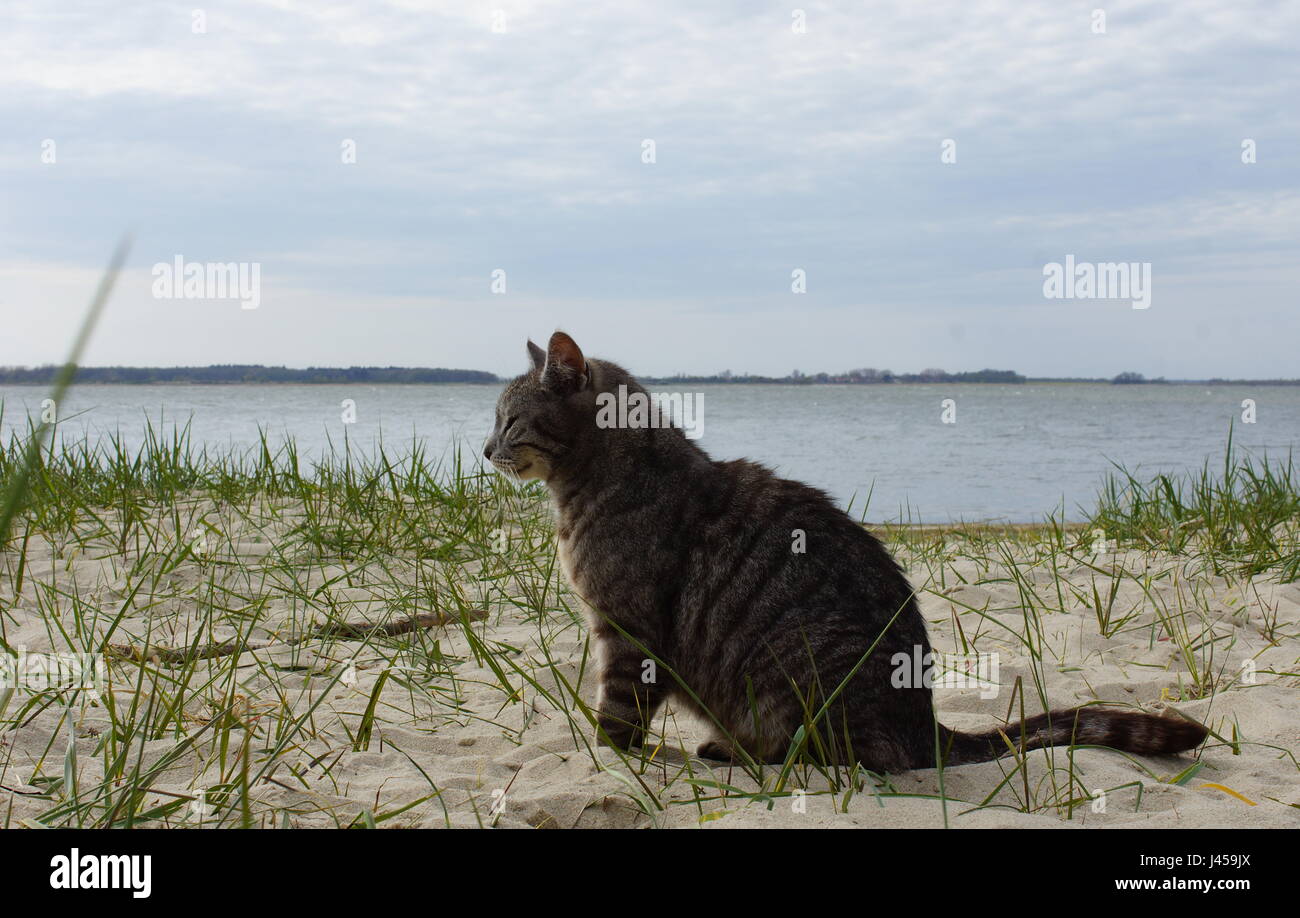 Cat beach hi-res stock photography and images - Alamy