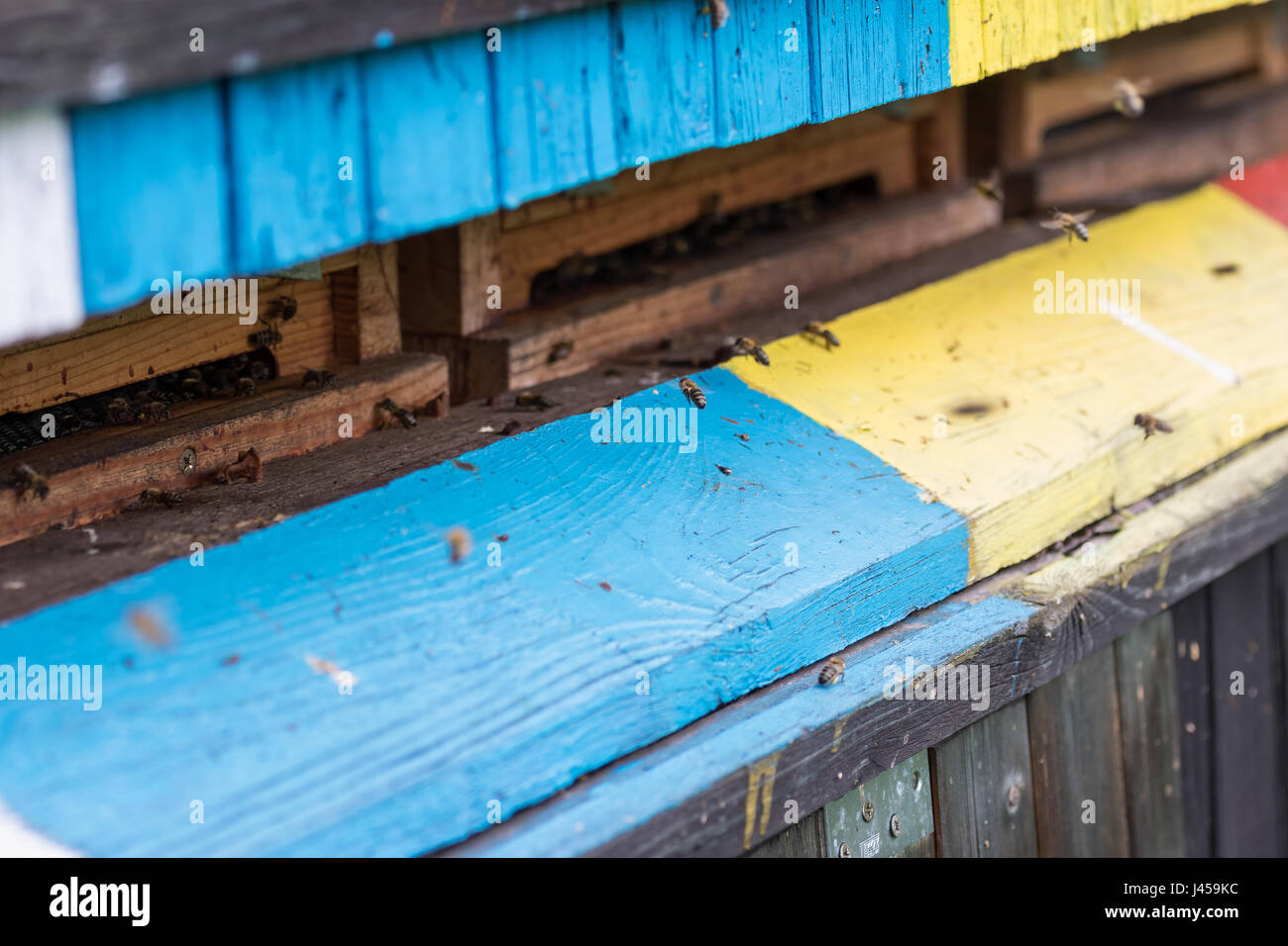 Closeup horizontal view of the colorful enter to the beehive Stock ...