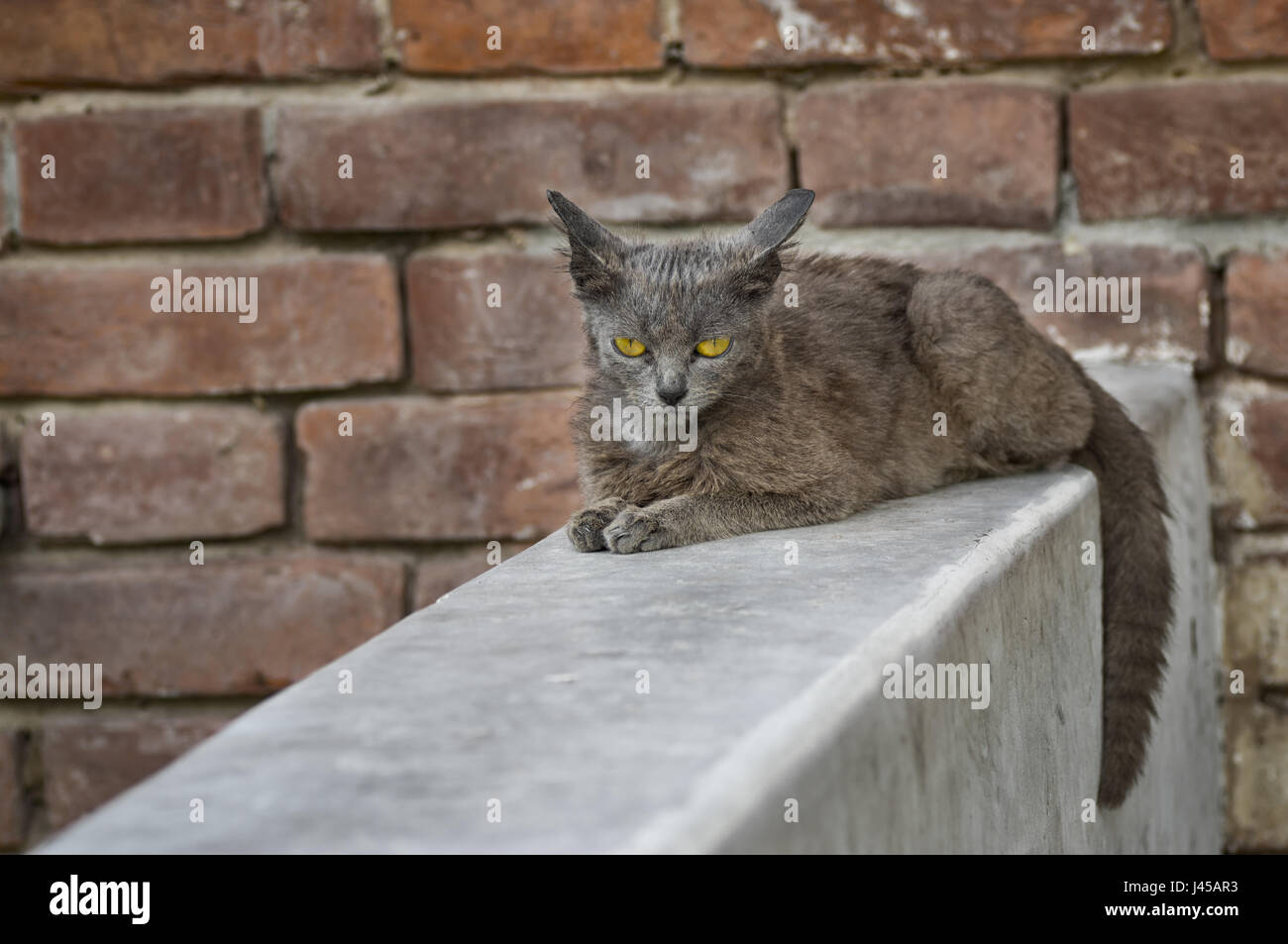 Beautiful alien cat with sad eyes sitting on a parapet against brick ...